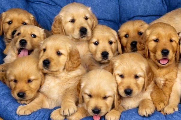 28 Beautiful Dog Pictures - World inside pictures