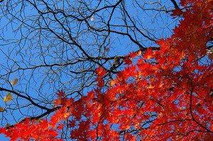 25 Great Pictures of the Fall Colors - World inside pictures