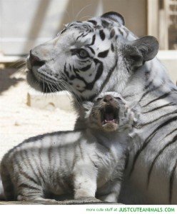 20 Beautiful Animals Photos That You Have To See - World inside pictures