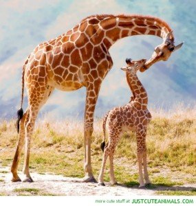 20 Beautiful Animals Photos That You Have To See - World inside pictures