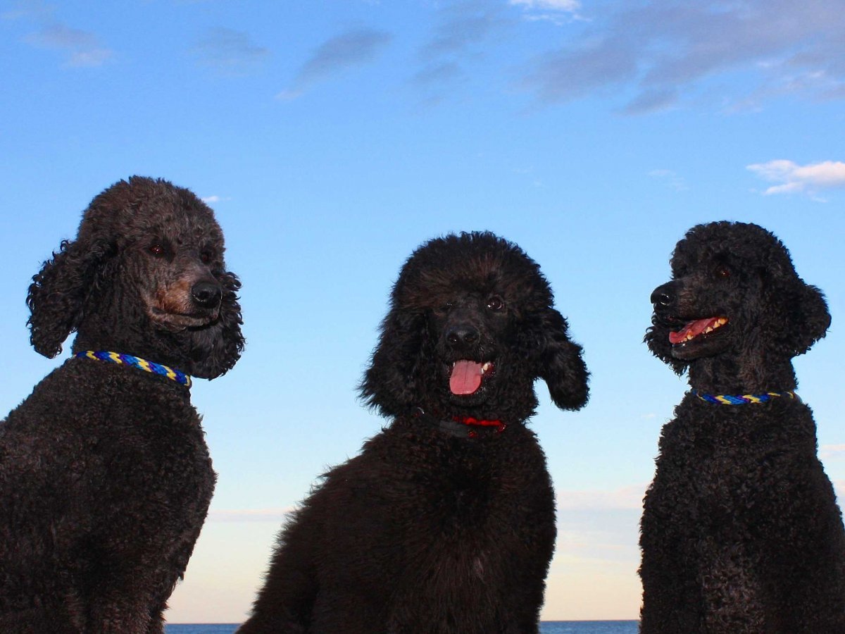 The 32 Best Dog Breeds - World inside pictures