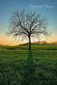 18 Naturally Beautiful Photos of Trees - World inside pictures