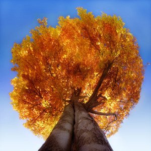 18 Naturally Beautiful Photos of Trees - World inside pictures