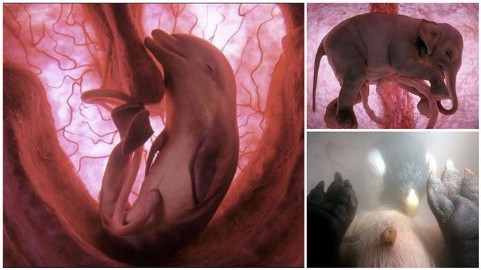 10 Stunning Images of Unborn Animals in the Womb - World inside pictures