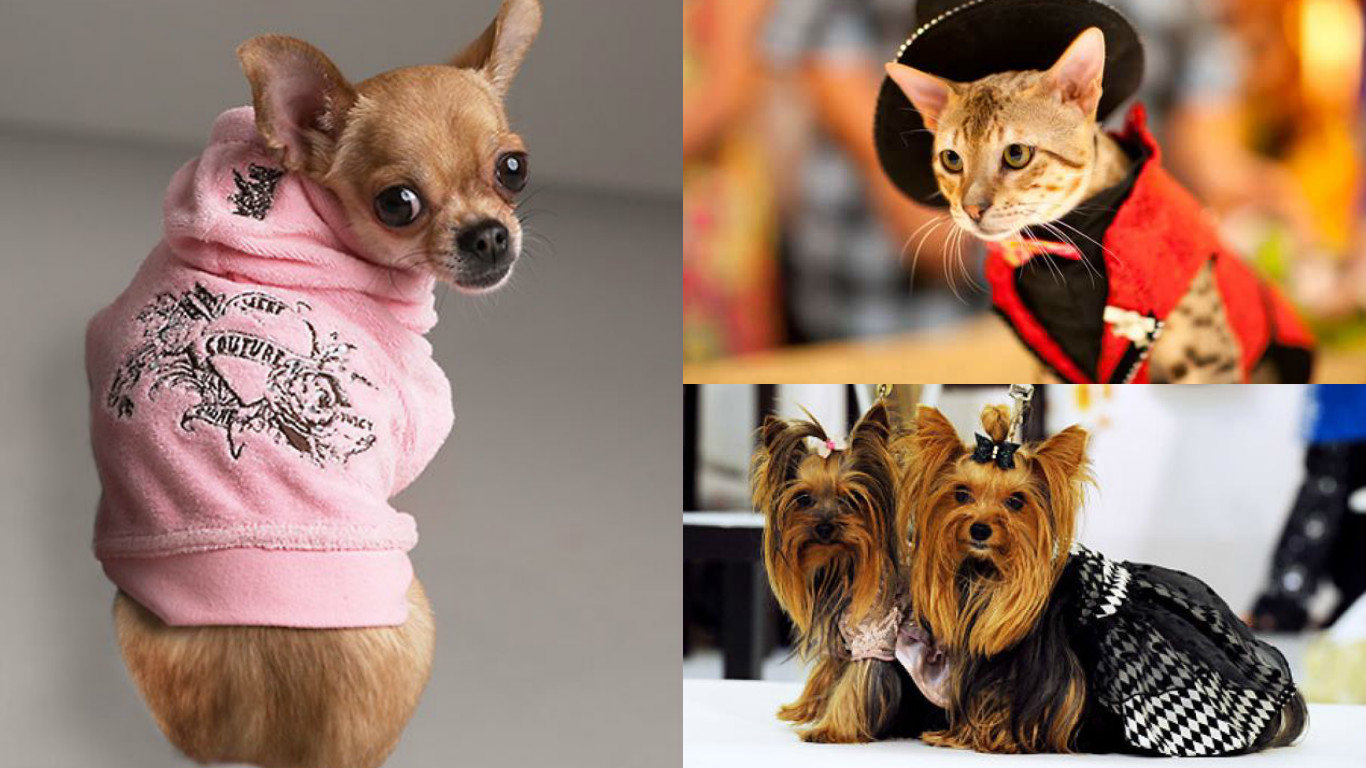 10 Amazing Pets Fashion Outfits World Inside Pictures 10-amazing-pets-fashion-outfits-world-inside-pictures