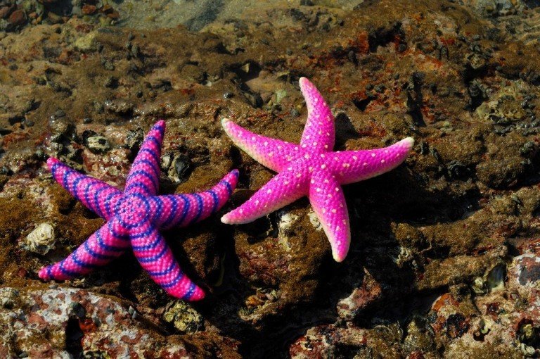 Interesting Facts About Pretty Starfish - World inside pictures