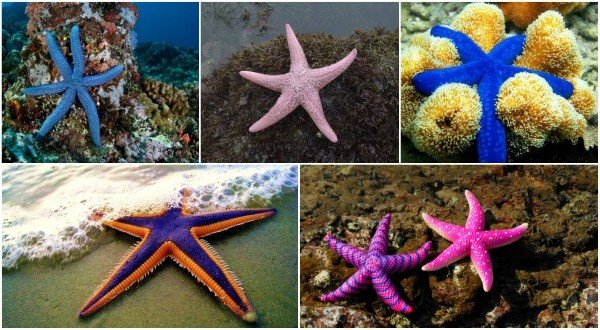 Interesting Facts About Pretty Starfish - World inside pictures