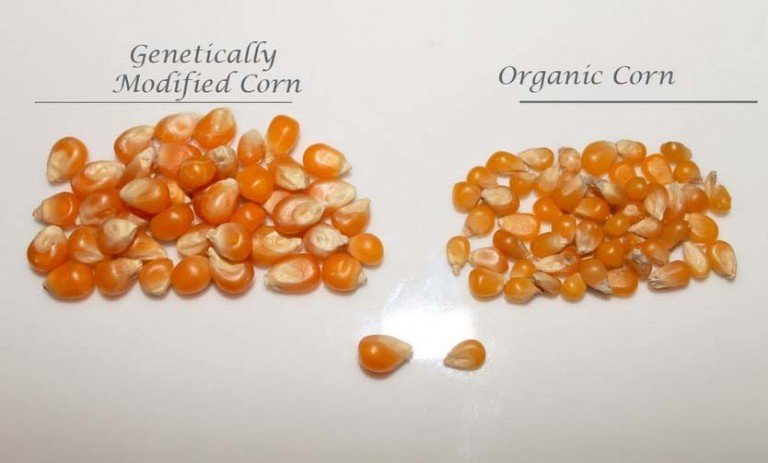 How To Recognize And Avoid GMO Products - World inside pictures