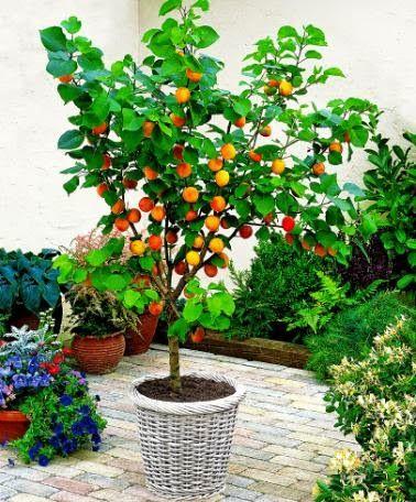 Dwarf Fruit Trees To Grow In Your Garden Or On Your Balcony - World ...