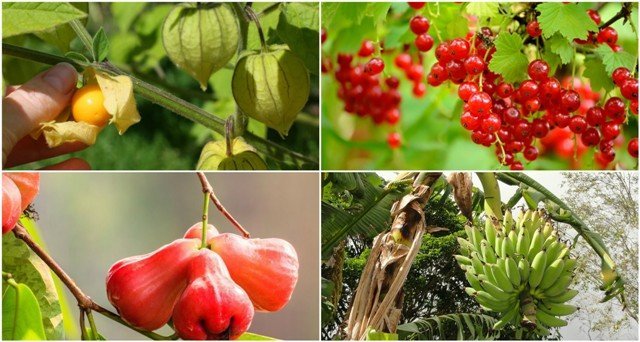Unique Fruit Trees To Grow In Your Garden - World inside pictures