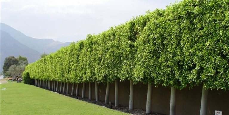 Unique Ways To Shape Hedges In Your Garden - World inside pictures