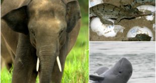 20 Sweet And Lovely Animal Photos - World inside pictures