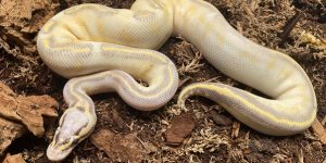 Why should I choose an exotic pet ball python? - World inside pictures
